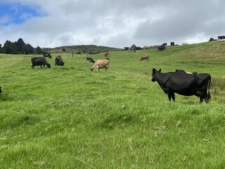 NZ Livestock Listings | AgOnline